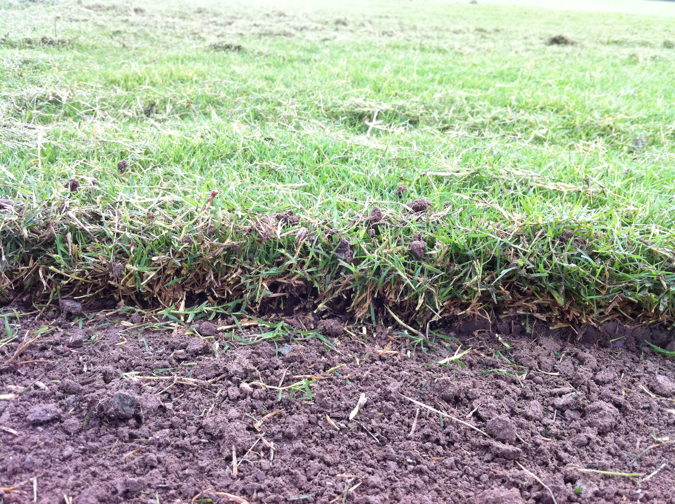 Pasto en rollo Monterrey